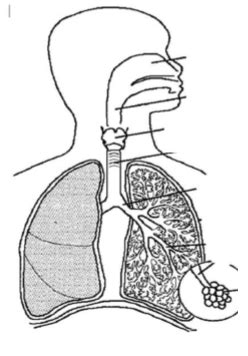 Unit Respiratory System Diagram Quizlet