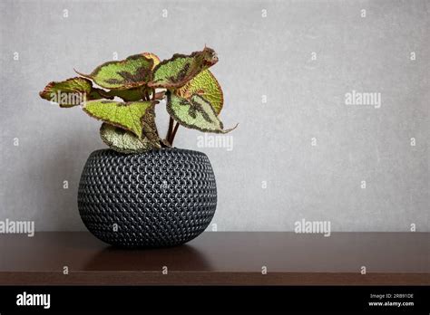A Begonia Masoniana Or Iron Cross Begonia Houseplant In A Black Vase
