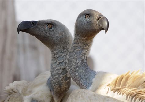 More Than 100 Vultures Dead After Eating Poison In National Park The