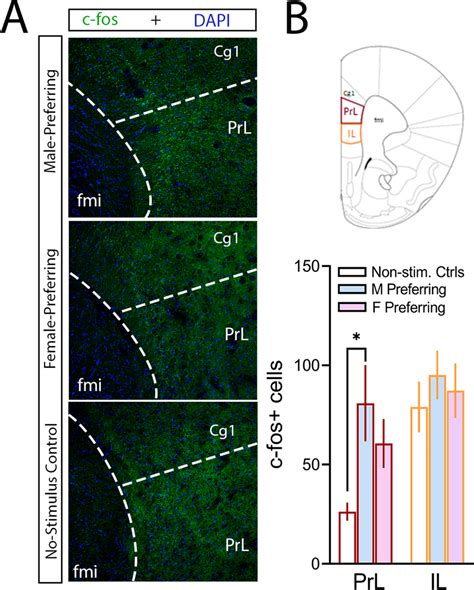 Number Of C Fos Cells In The Prelimbic Cortex Prl And Infralimbic