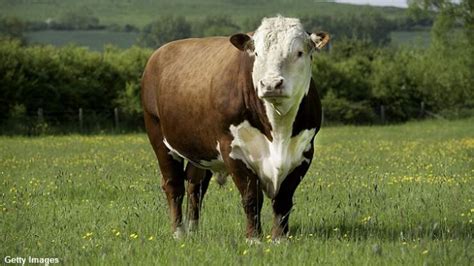 Another Pair Of Mysterious Cattle Mutilation Cases Reported In Oregon
