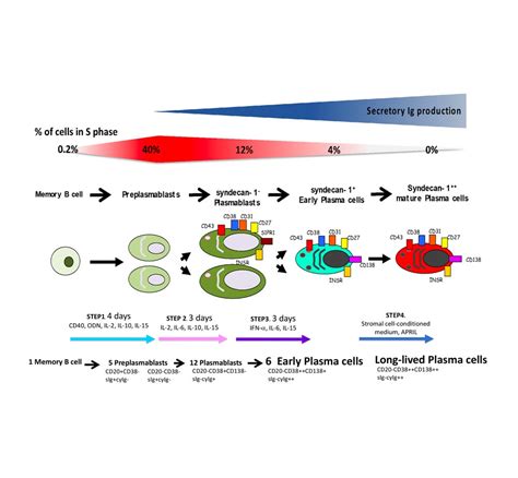 Plasma Cells Labeled