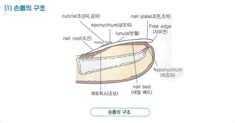 구월동네일아트학원 네일아트 자격증 손톱의 구조 네이버 블로그