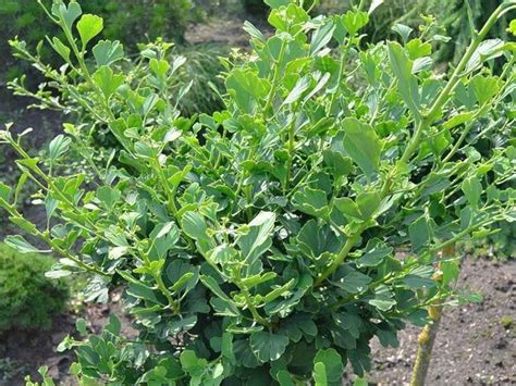 Ginkgo Biloba Chris Dwarf Jehličnaté Dřeviny Zahradnictví Franc