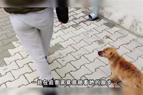 流浪的小黄狗认定小姐姐，一路跟随着她回家，结局真的很暖人心！结局姐姐人心