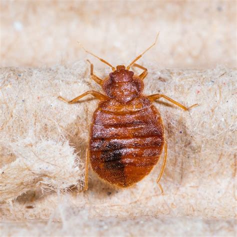 How To Identify Bed Bugs Pest Termite Control Carmel Valley Pest
