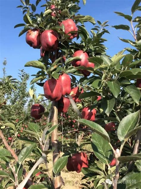 紅彤彤的大蘋果熟了 每日頭條
