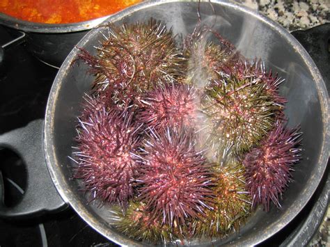 A Veces Cocino Oricios Cocidos Erizos De Mar