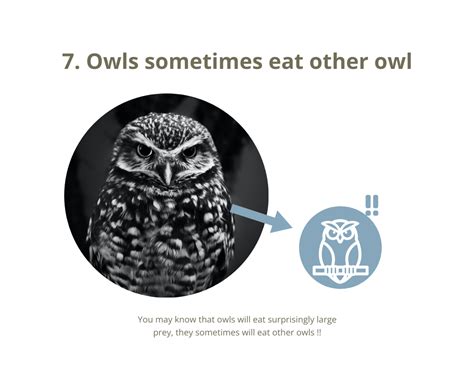 10 Facts About Owl Booklet Template
