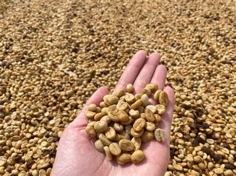 ♨️the Natural Process♨️ 🌻การแปรรูปกาแฟ Natural Process หรือเรียกอีกชื่อว่า Dry Process แปรรูปแบบ