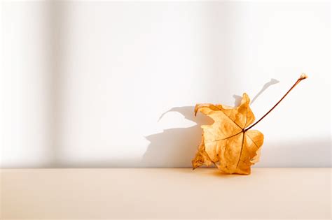 단풍 나무 잎과 벽에 그림자가있는 추상적 인 가을 스튜디오 배경 0명에 대한 스톡 사진 및 기타 이미지 0명 3차원 형태 가을 Istock
