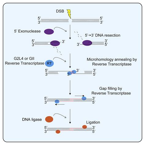 Group Ii Intron Like Reverse Transcriptases Function In Double Strand Break Repair Cell