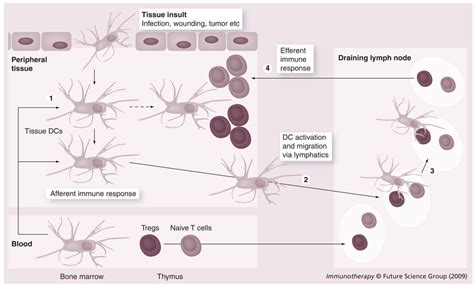Checkpoints Where Ido Competent Dendritic Cells May Mediate Outcomes At