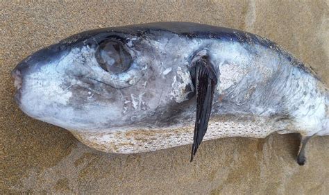 Fish ‘capable Of Killing 30 People And 1200 Times Deadlier Than