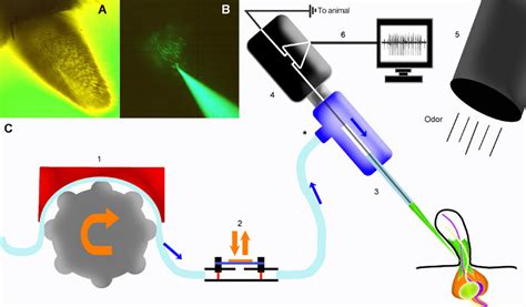 Design Of The Microinjection System A And B Photomicrographs Of The Download Scientific