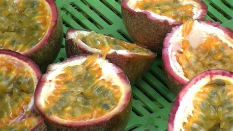 Staking And Pruning Passion Fruit Access Agriculture