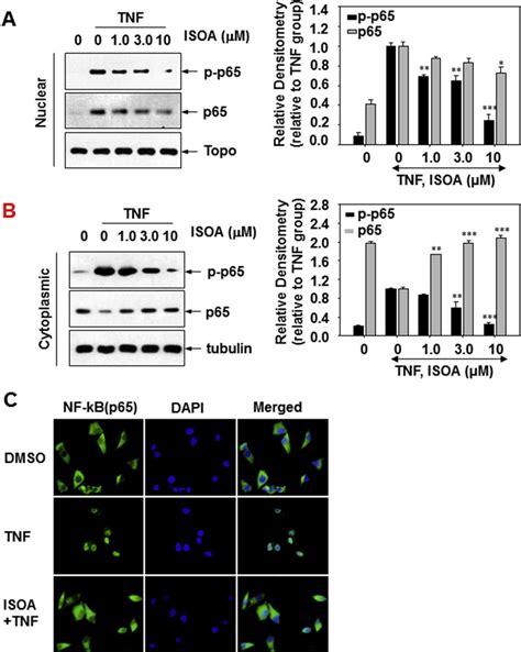 Effect Of Isoa On The Tnf A Induced Phosphorylation And Nuclear