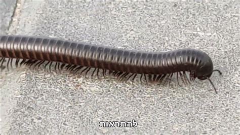 ניסים רגליים מרבה רגליים Youtube