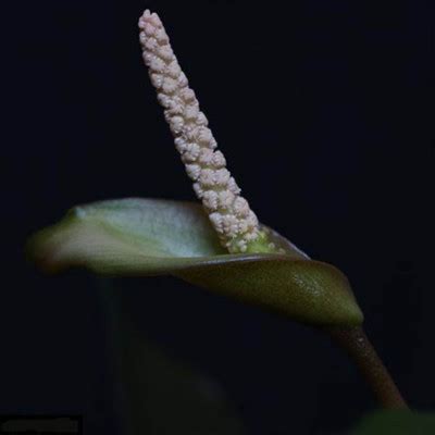 Анубиас Разнолистный (Anubias heterophylla)