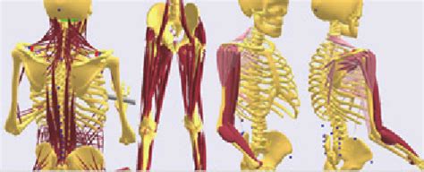 Example Of Musculoskeletal Models Built In The Anybody Modeling System Download Scientific