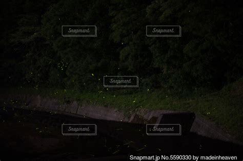 ホタルの写真・画像素材 Snapmart（スナップマート）
