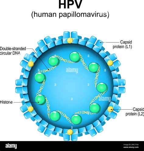 Human Papillomavirus Hpv Structure Close Up Of A Virion Magnified Of Virus Particle Vector