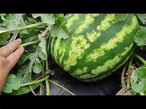арбуз Алый сладкий - YouTube