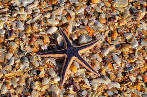 Free Images Beach Sea Tree Water Nature Ocean Branch Wood