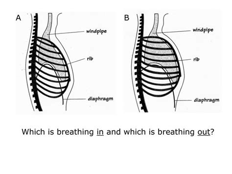 Ppt Which Is Breathing In And Which Is Breathing Out Powerpoint