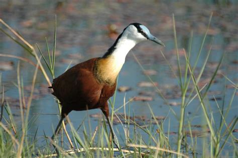 Botswana Birds