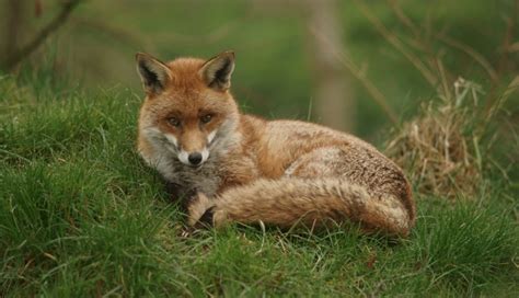 Lying Fox Red Fox Animal Wildlife Prone Red Animals In The Wild