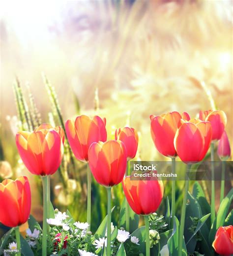 추상적인 햇볕이 잘 드는 흐릿한 봄 배경에 빨간 튤립 튤립 꽃과 푸른 잔디가 있는 여름 장면 수직 스프링 배너 0명에 대한 스톡 사진 및 기타 이미지 Istock