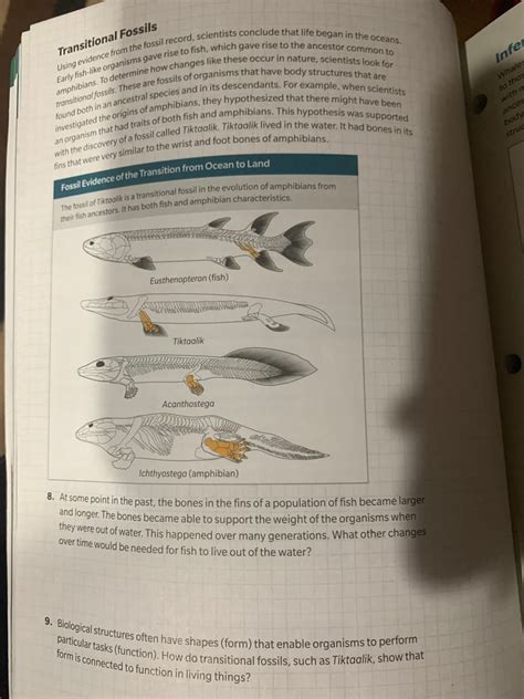 Answered Transitional Fossils Eusthenopteron Bartleby