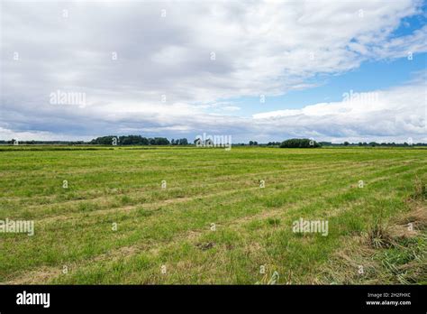 Great Green Grass Field With White Sky At Borgfelder Wümmewiesen