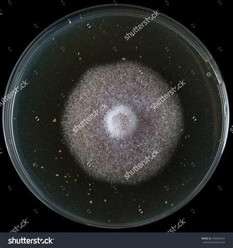 Fusarium Clipart 19 Free Cliparts Download Images On Clipground 2025