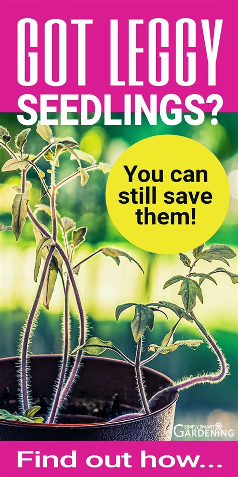 Leggy Seedlings How To Prevent And Fix Them For Good Artofit