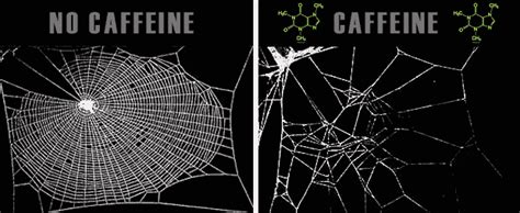 Caffeine Exposed Interesting Facts About Caffeine You Never Knew