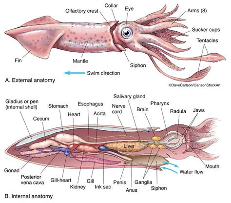 Octopus Diagram Functional Analysis Premium Vector