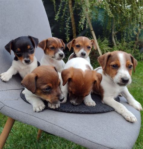 Jack Russell Terijeri