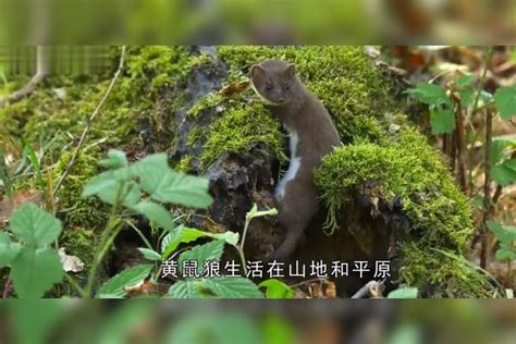 黄鼠狼全身都是宝，为何无人敢养？是不好养吗？ 黄鼠狼 全身