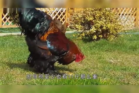 这种鸡被称为鸡中霸王 网友鸡之大一锅炖不下 霸王 网友 被称为