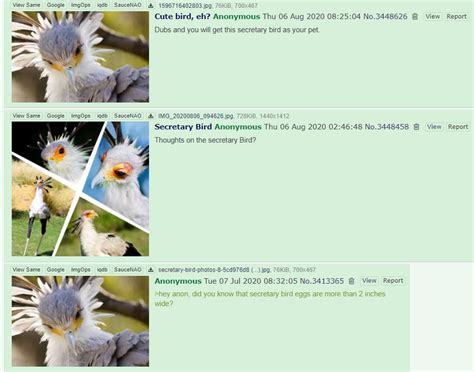 That One Bird People Want To Fuck Onionfarms