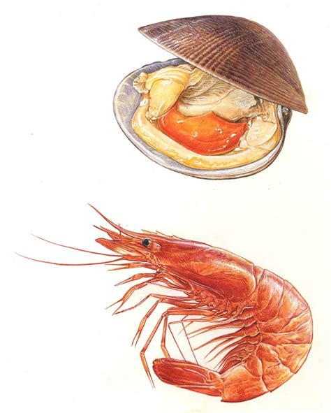 彩铅 堆糖，美图壁纸兴趣社区