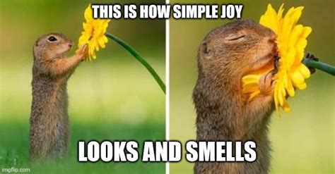 Funny Gopher Memes