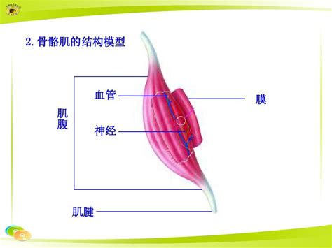 2骨骼肌的结构模型word文档在线阅读与下载无忧文档