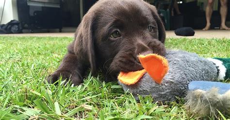 Meet Gus Imgur