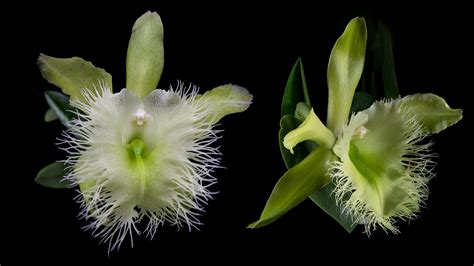 La Orqu Dea Rhyncholaelia Digbyana Flor Nacional De Honduras