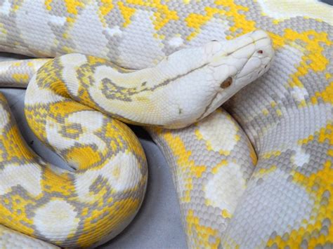 Renick Ghost Reticulated Python By Mystic Reptiles Llc