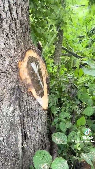 Do U Hab Derti Maynd Youtube