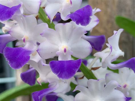 Nakato Orchids